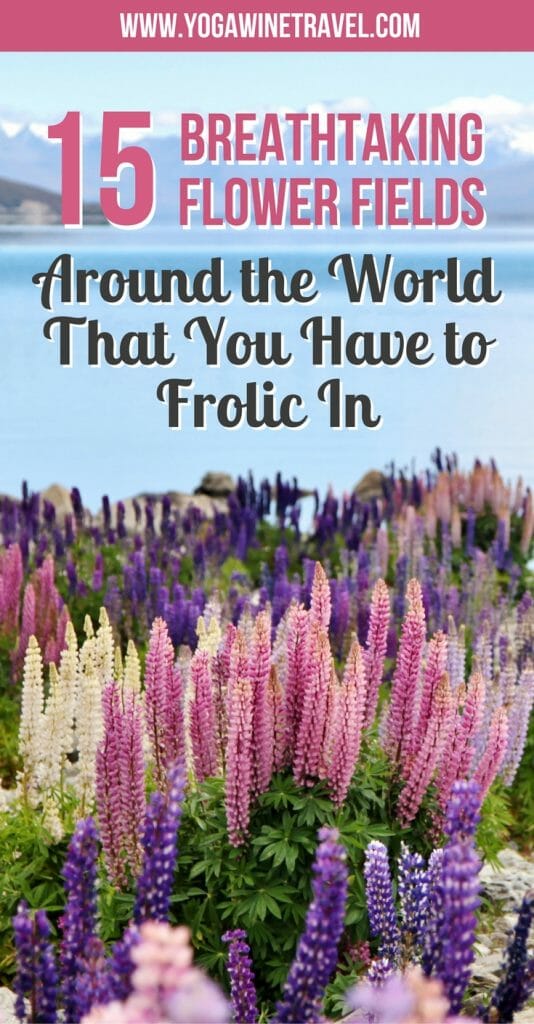15 Breathtaking Flower Fields Around the World That You Have to Frolic ...