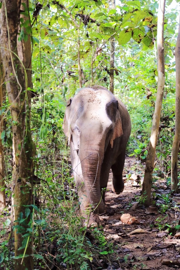 Trekking With Giants at MandaLao Elephant Conservation in Laos: An ...