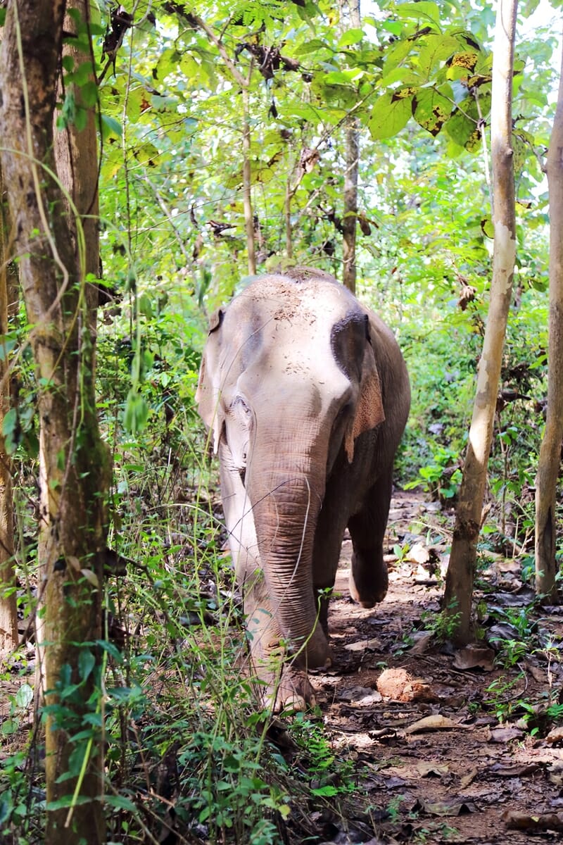 Trekking With Giants at MandaLao Elephant Conservation in Laos: An ...