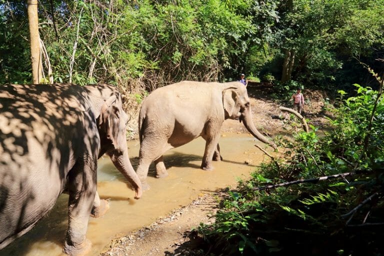 Trekking With Giants at MandaLao Elephant Conservation in Laos: An ...