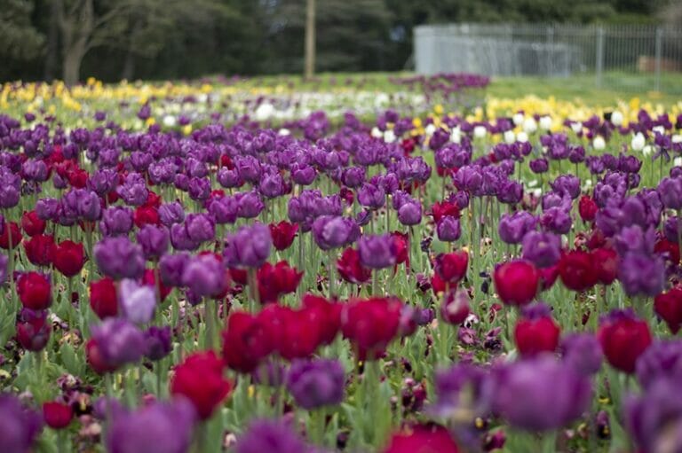 15 Breathtaking Flower Fields Around the World That You Have to Frolic ...