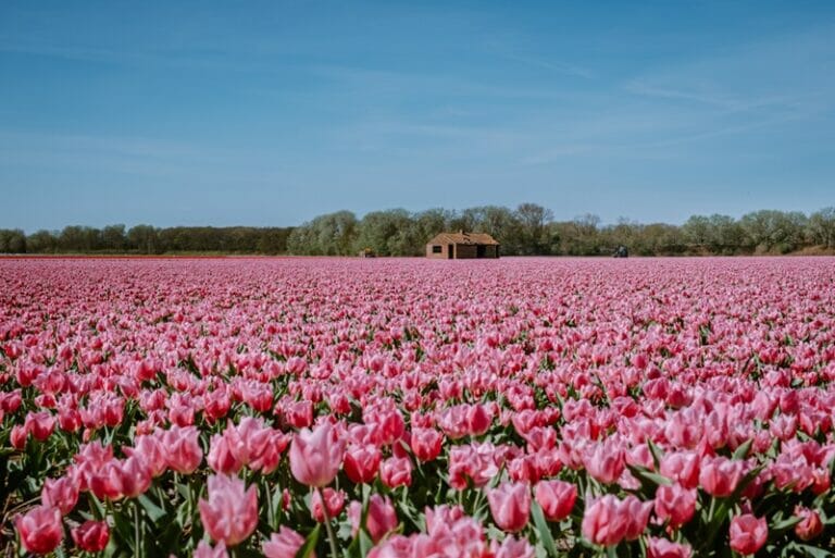 15 Breathtaking Flower Fields Around the World That You Have to Frolic ...