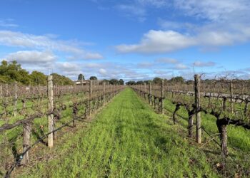 Swan Valley Wine Region in Western Australia: Perth to Swan Valley Day ...