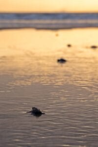 Releasing Turtles in Bali: Is It Ethical? | Yoga, Wine & Travel