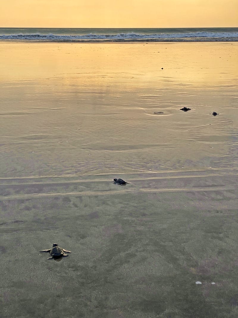 Releasing Turtles in Bali: Is It Ethical? | Yoga, Wine & Travel