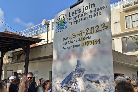 Releasing Turtles in Bali: Is It Ethical? | Yoga, Wine & Travel