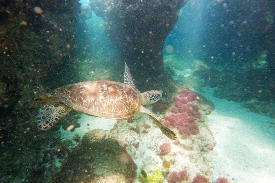 Xiaoliuqiu Day Trip From Kaohsiung: Snorkel with Lambai Island’s Sea ...