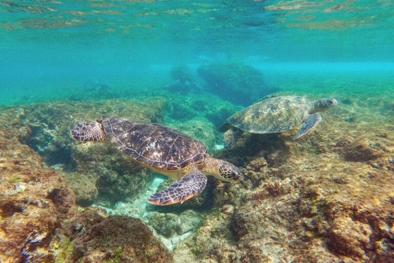 Xiaoliuqiu Day Trip From Kaohsiung: Snorkel with Lambai Island’s Sea ...